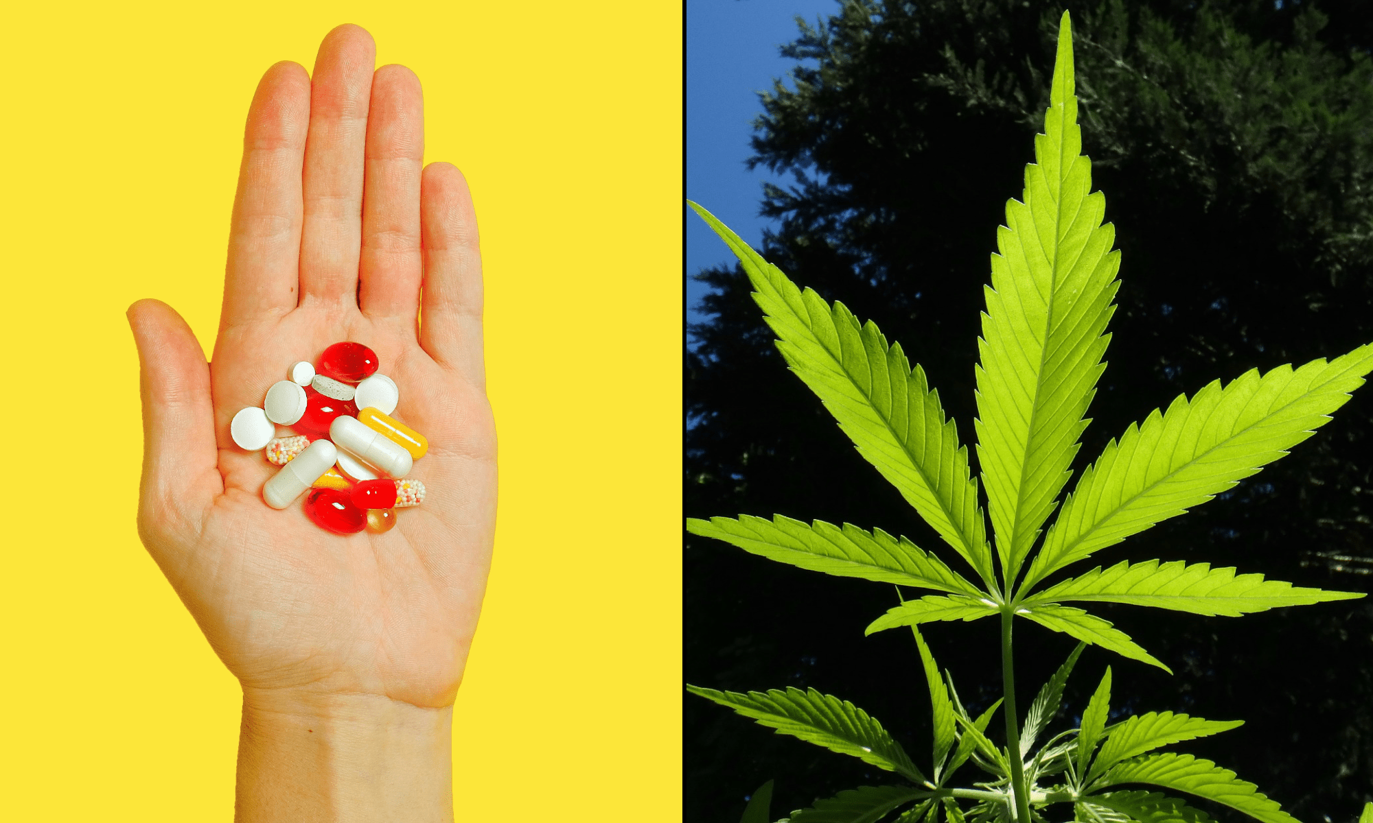 Trump signs bill recriminalizing hemp THC products (Newsletter ...