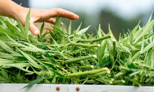 Study Of Reddit Marijuana Posts Shows How Being Super High Or Sober ...