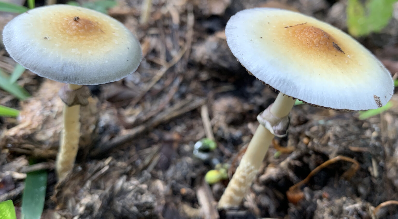 Louisiana House Passes Bill To Create Psychedelic Therapy Pilot Program ...